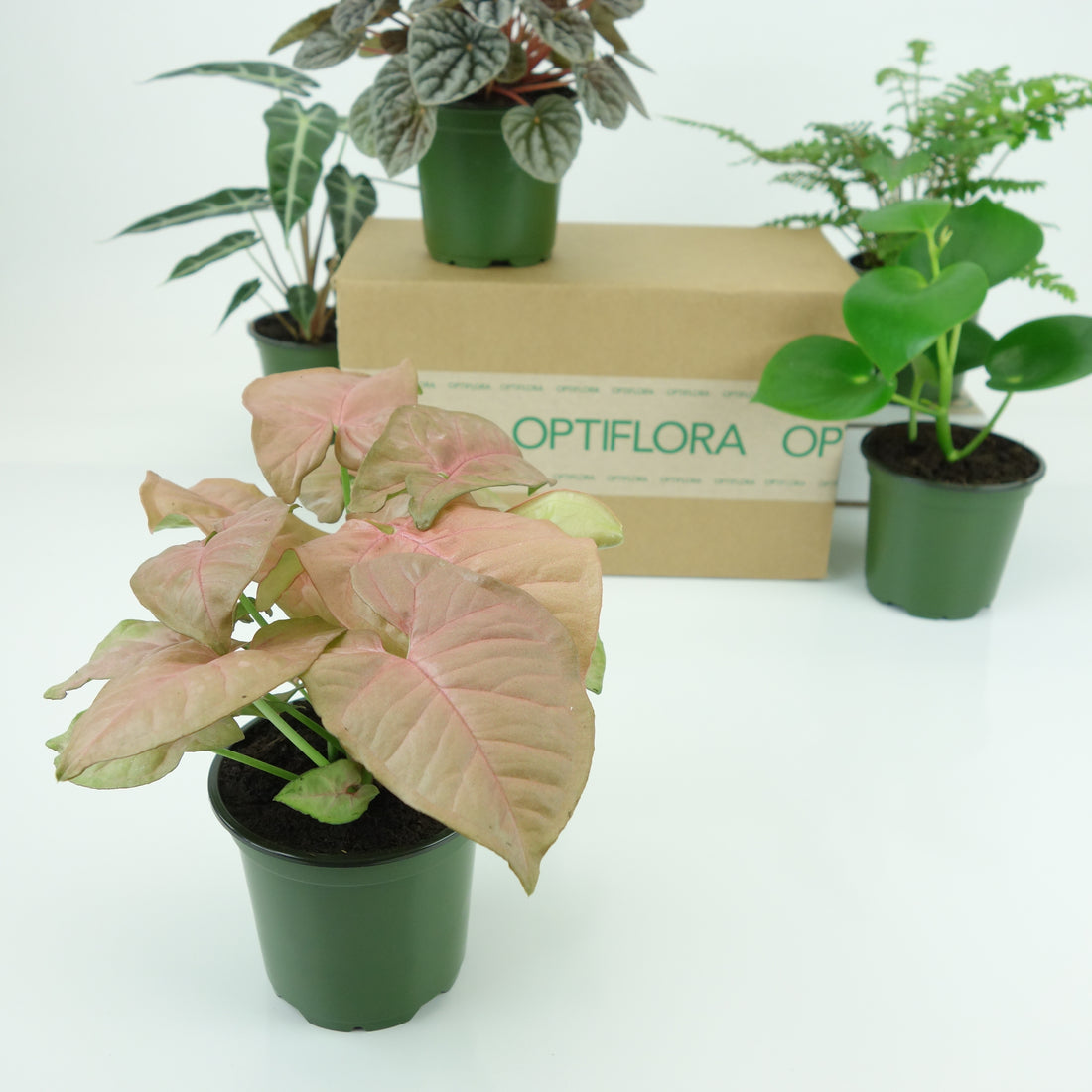 Optiflora House Plant Box (Monthly Plant Surprise)-Free Replacement Pl