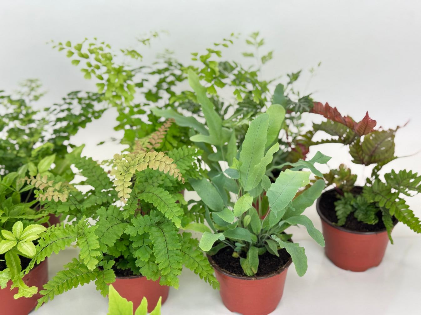 Fern Variety Pack (4 Plants) (4" Pots) – Optiflora