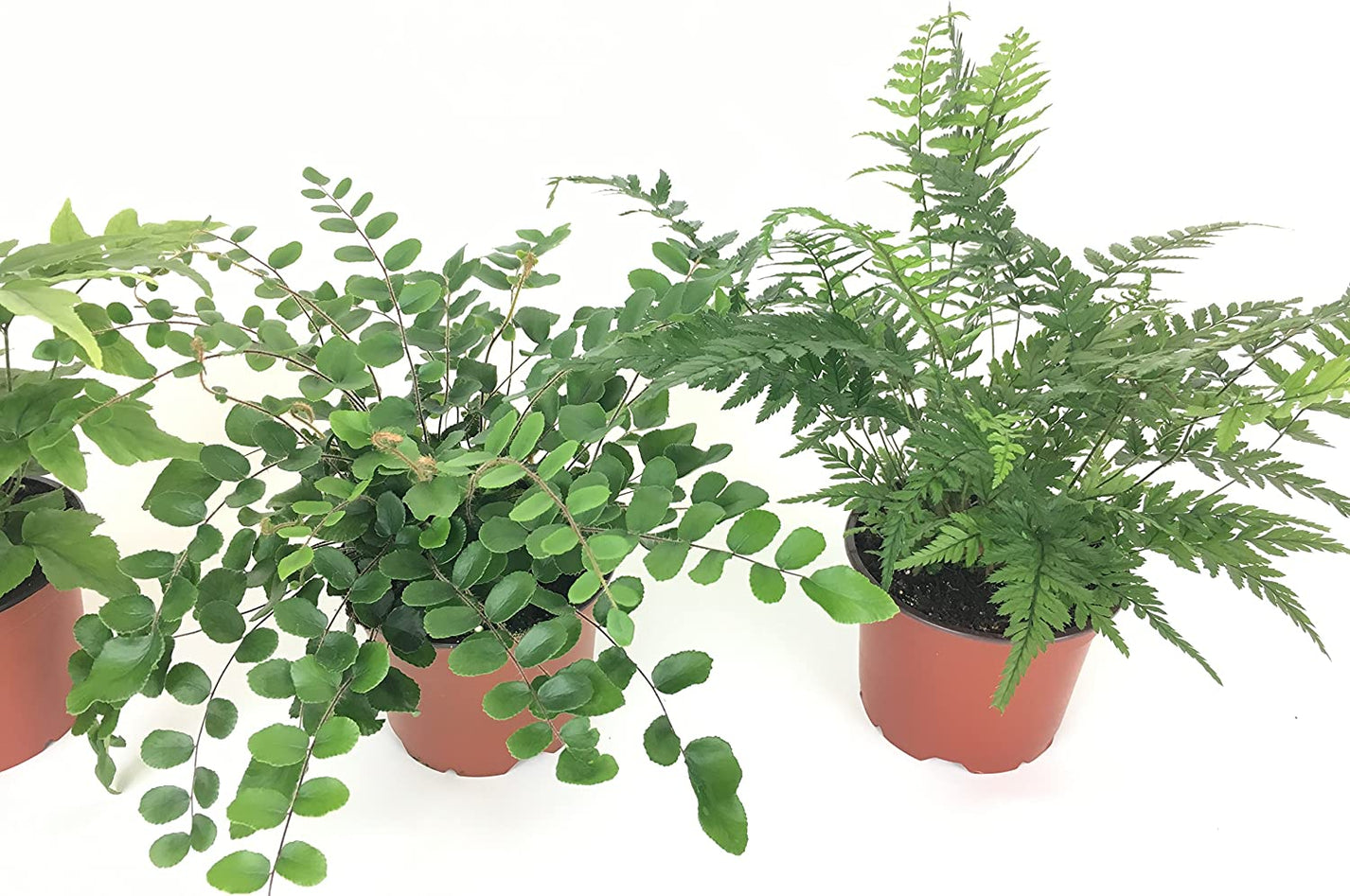 Fern Variety Pack (4 Plants) (4" Pots) – Optiflora