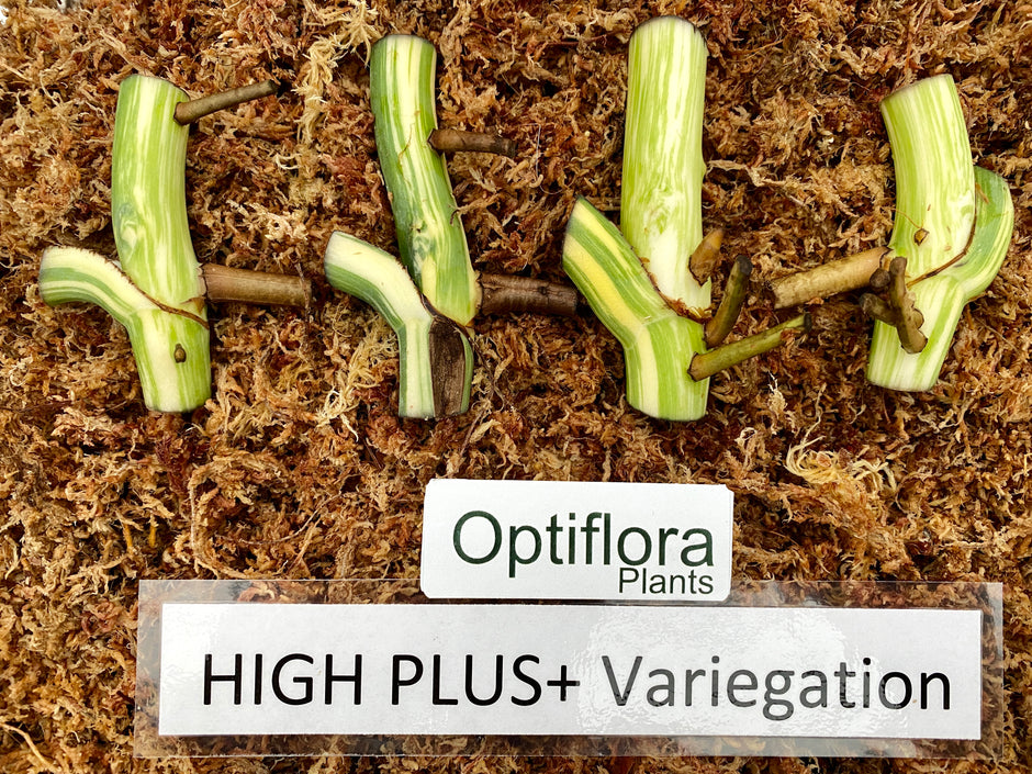 Optiflora Plants